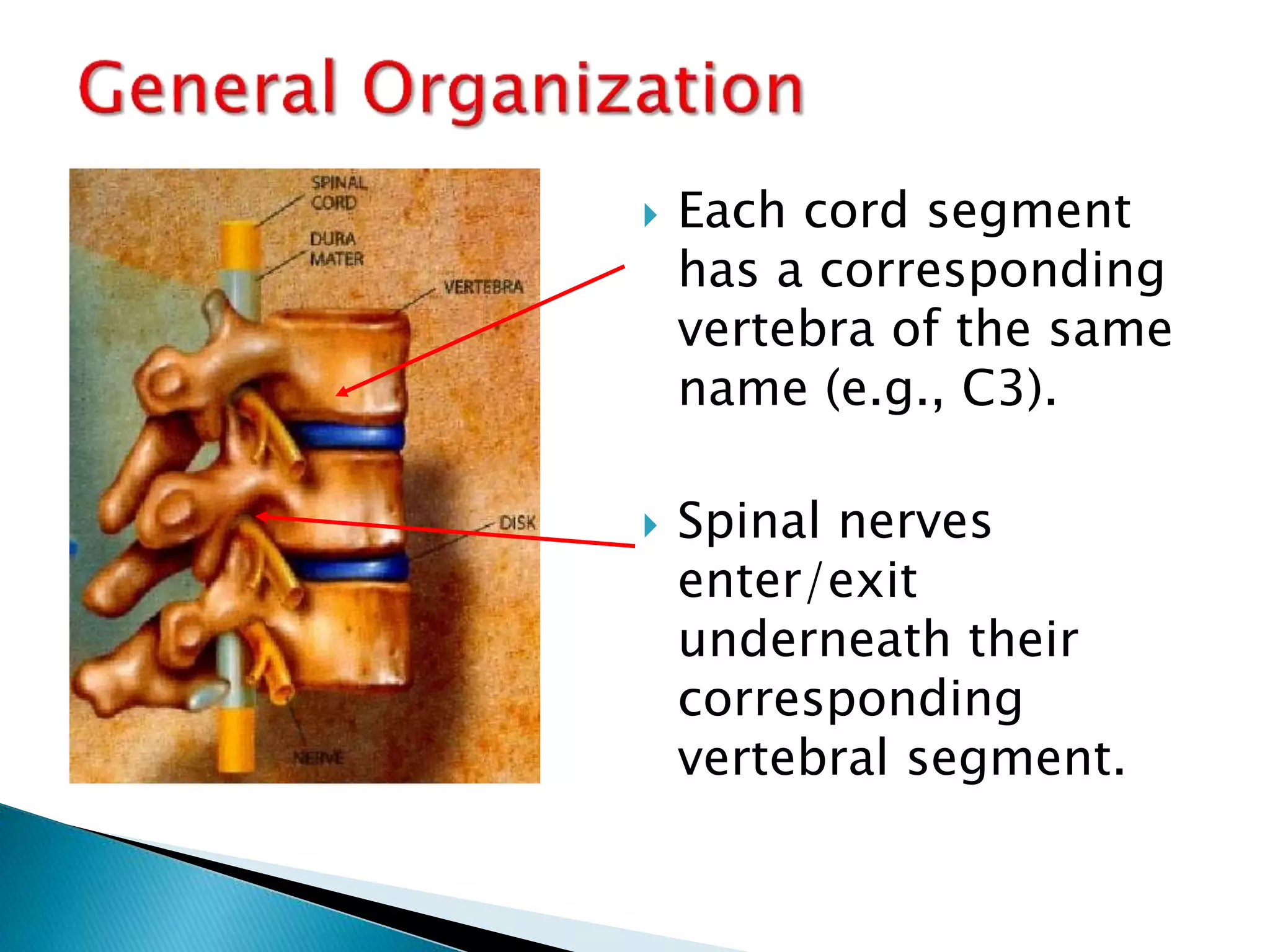 Anatomy of spine for spinal anaesthesia | PPTX