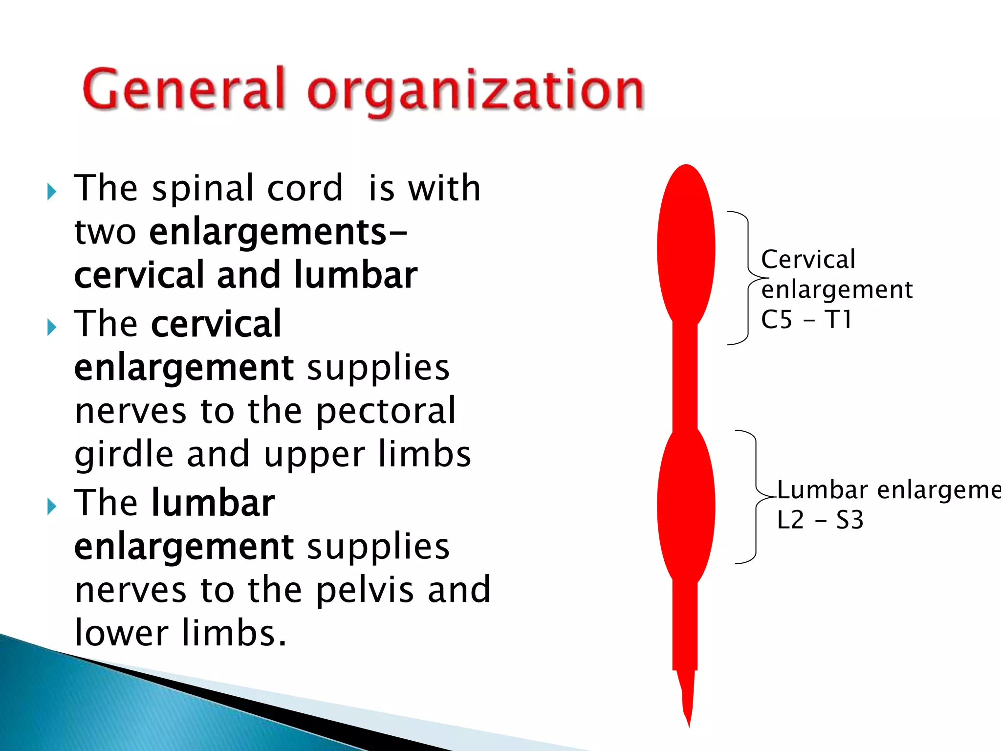 Anatomy of spine for spinal anaesthesia | PPTX