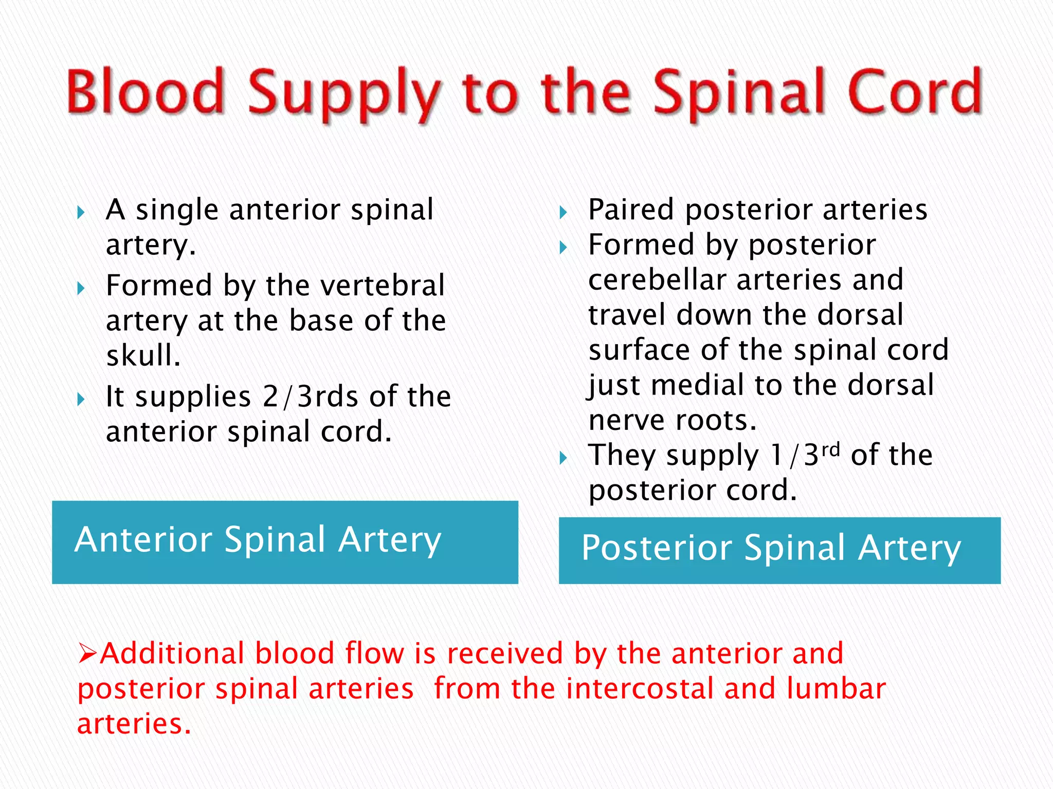 Anatomy of spine for spinal anaesthesia | PPTX