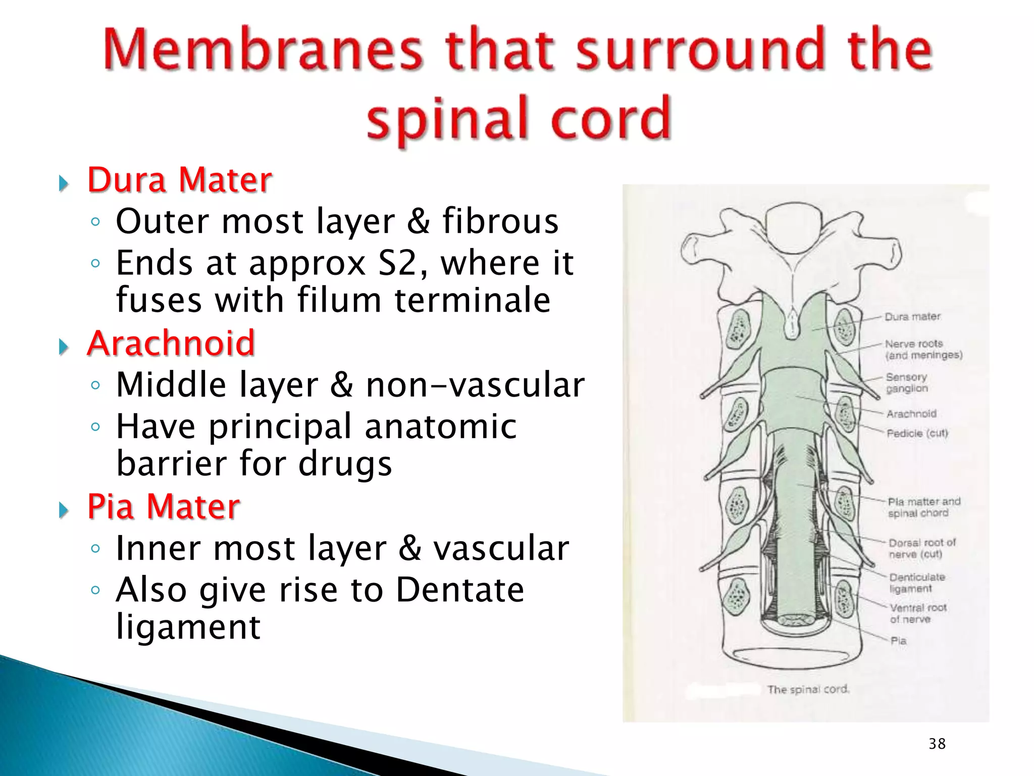 Anatomy of spine for spinal anaesthesia | PPTX