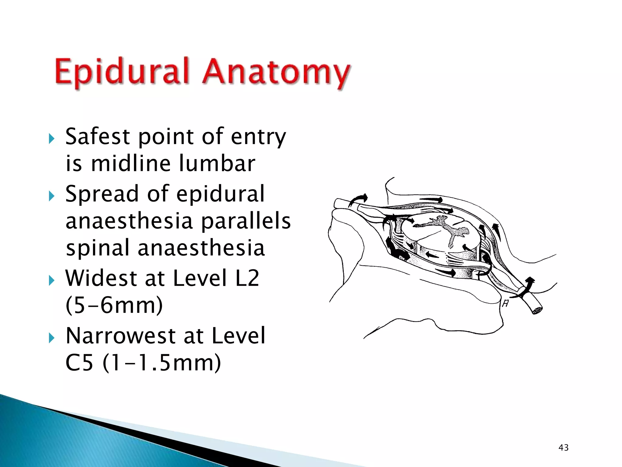 Anatomy of spine for spinal anaesthesia | PPTX
