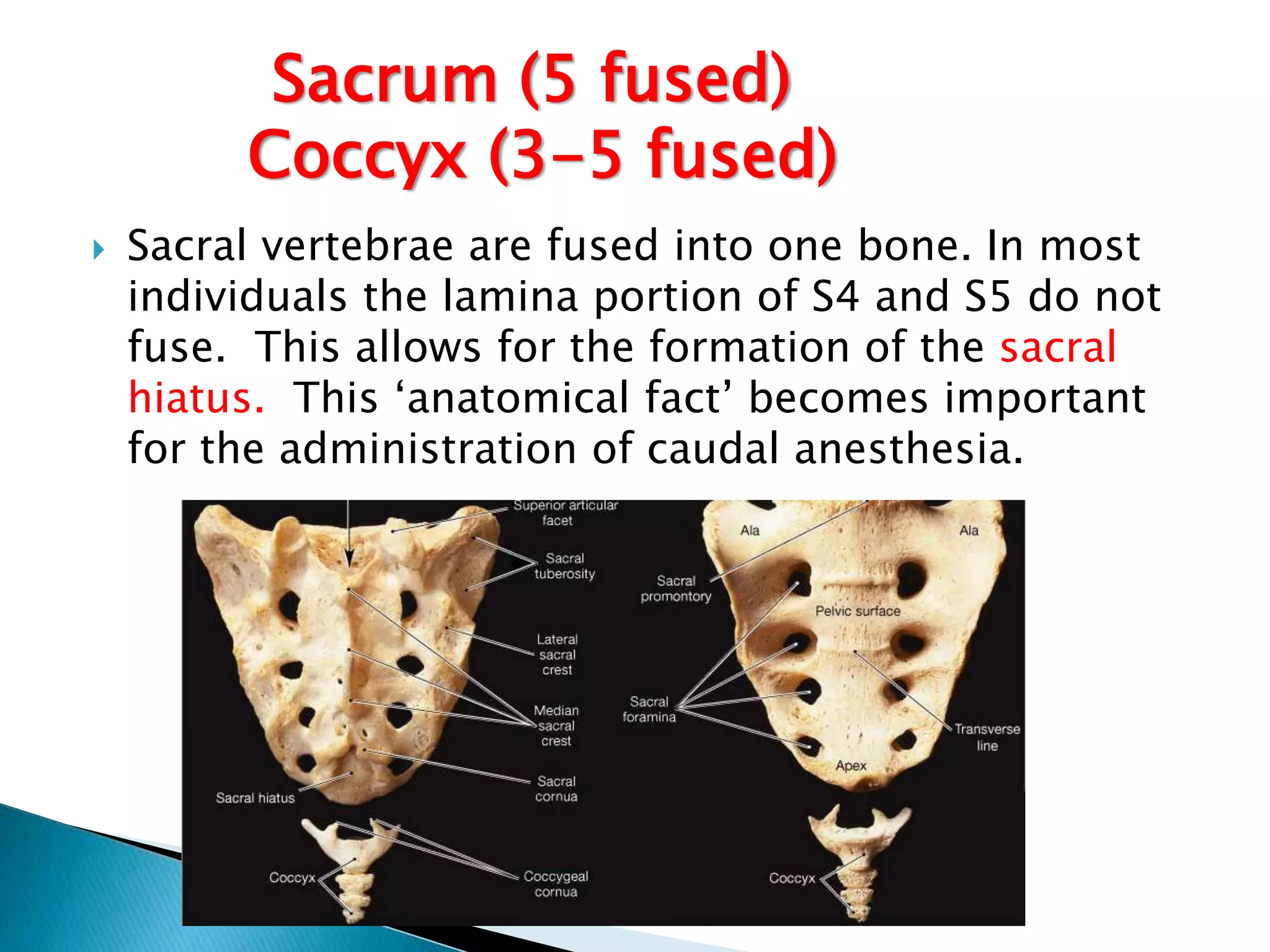 Anatomy of spine for spinal anaesthesia | PPTX