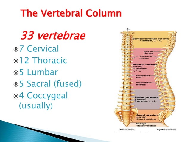 Anatomy of spine for spinal anaesthesia | PPTX