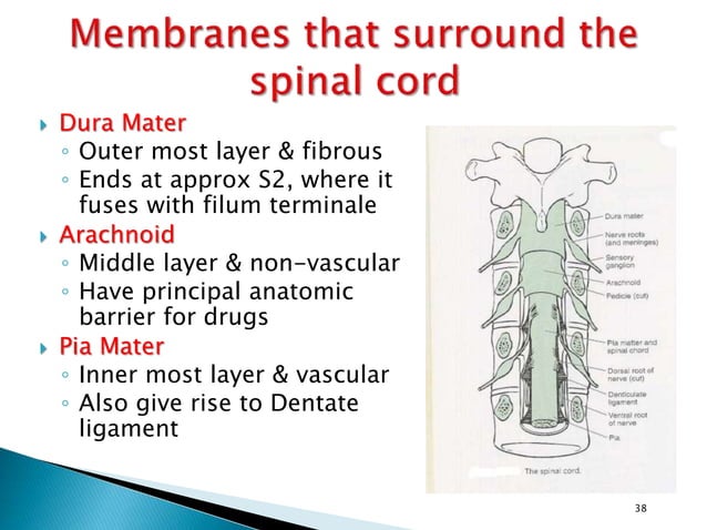 Anatomy of spine for spinal anaesthesia | PPTX