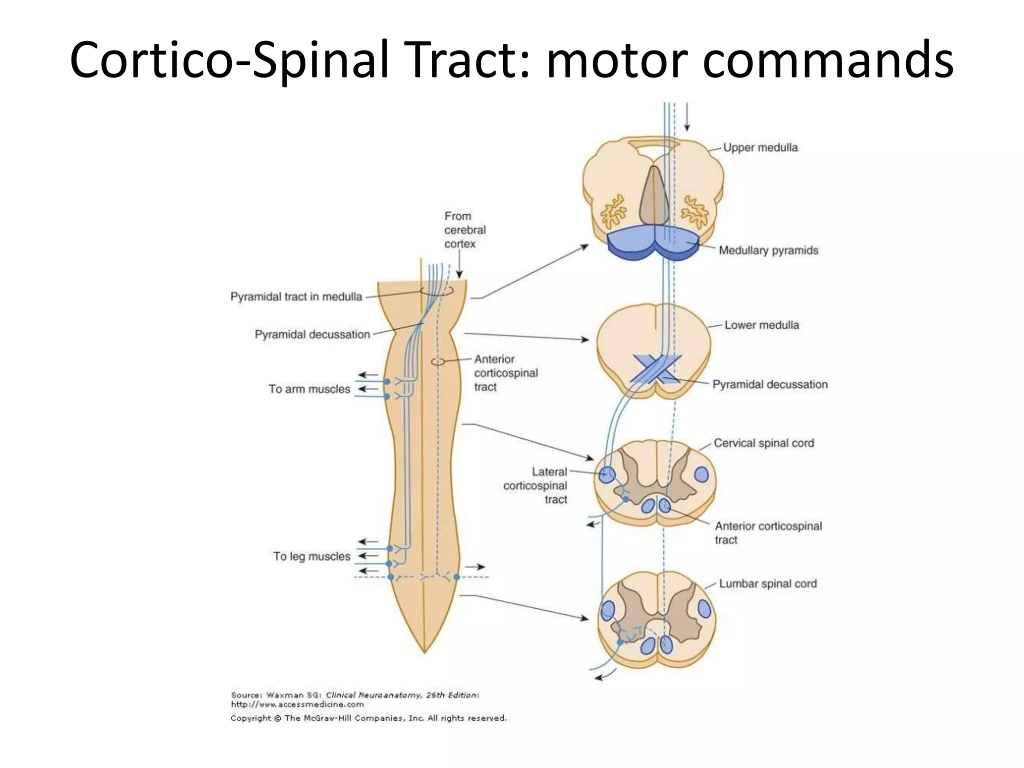 Anatomy of spinal cord | PPTX