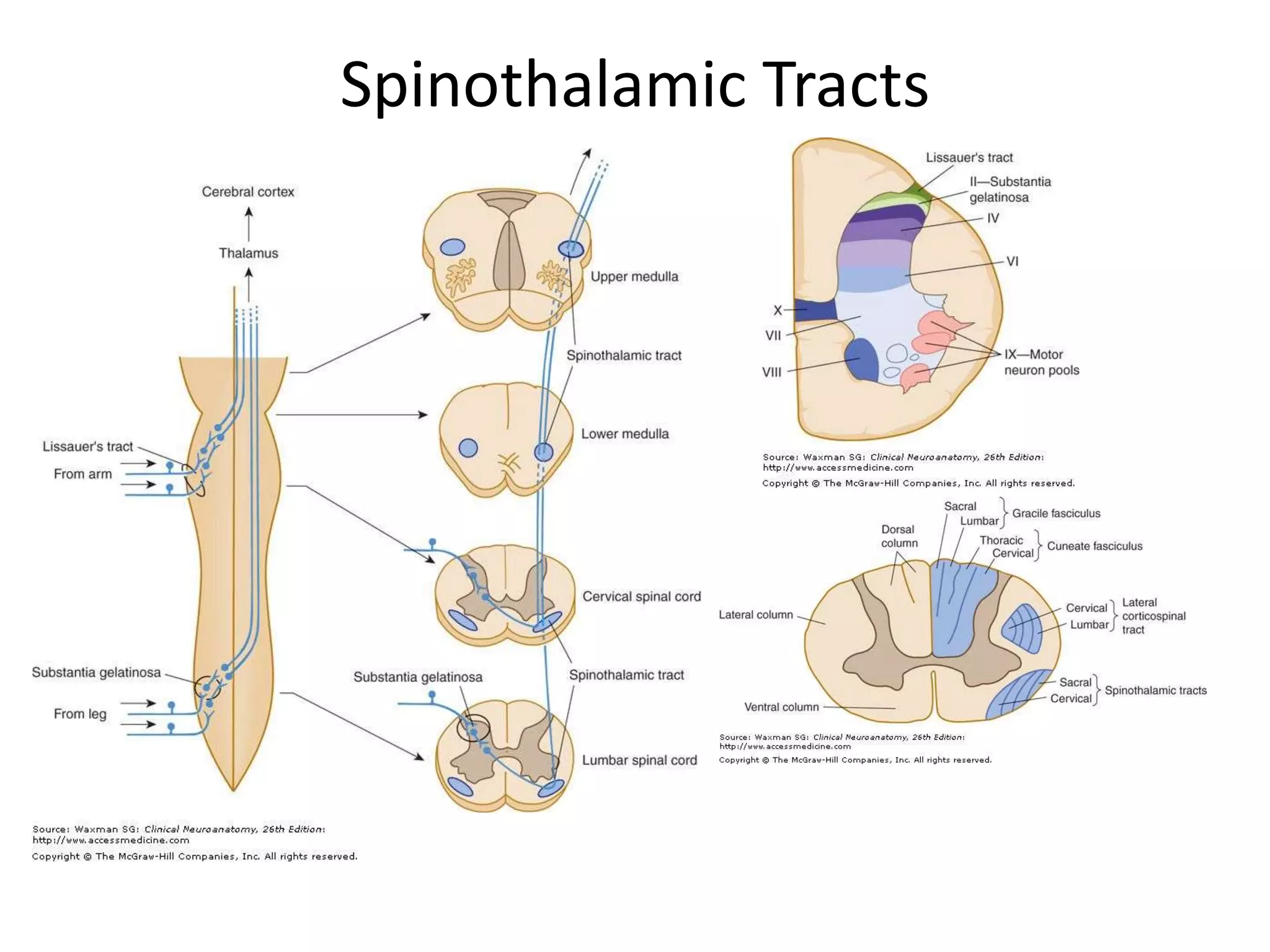 Anatomy of spinal cord | PPTX