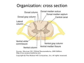 Anatomy of spinal cord | PPTX