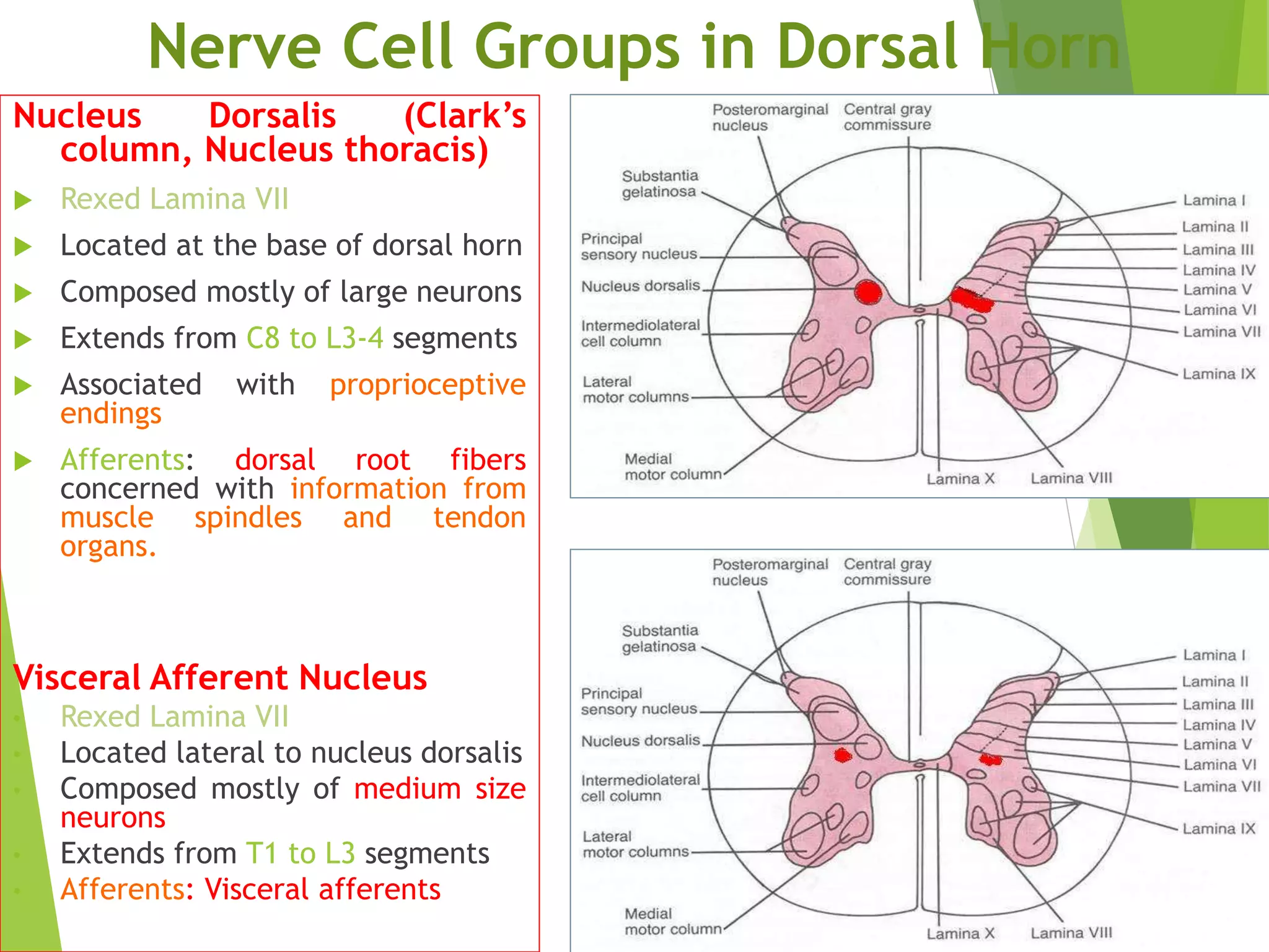 Anatomy of spinal cord.ppt