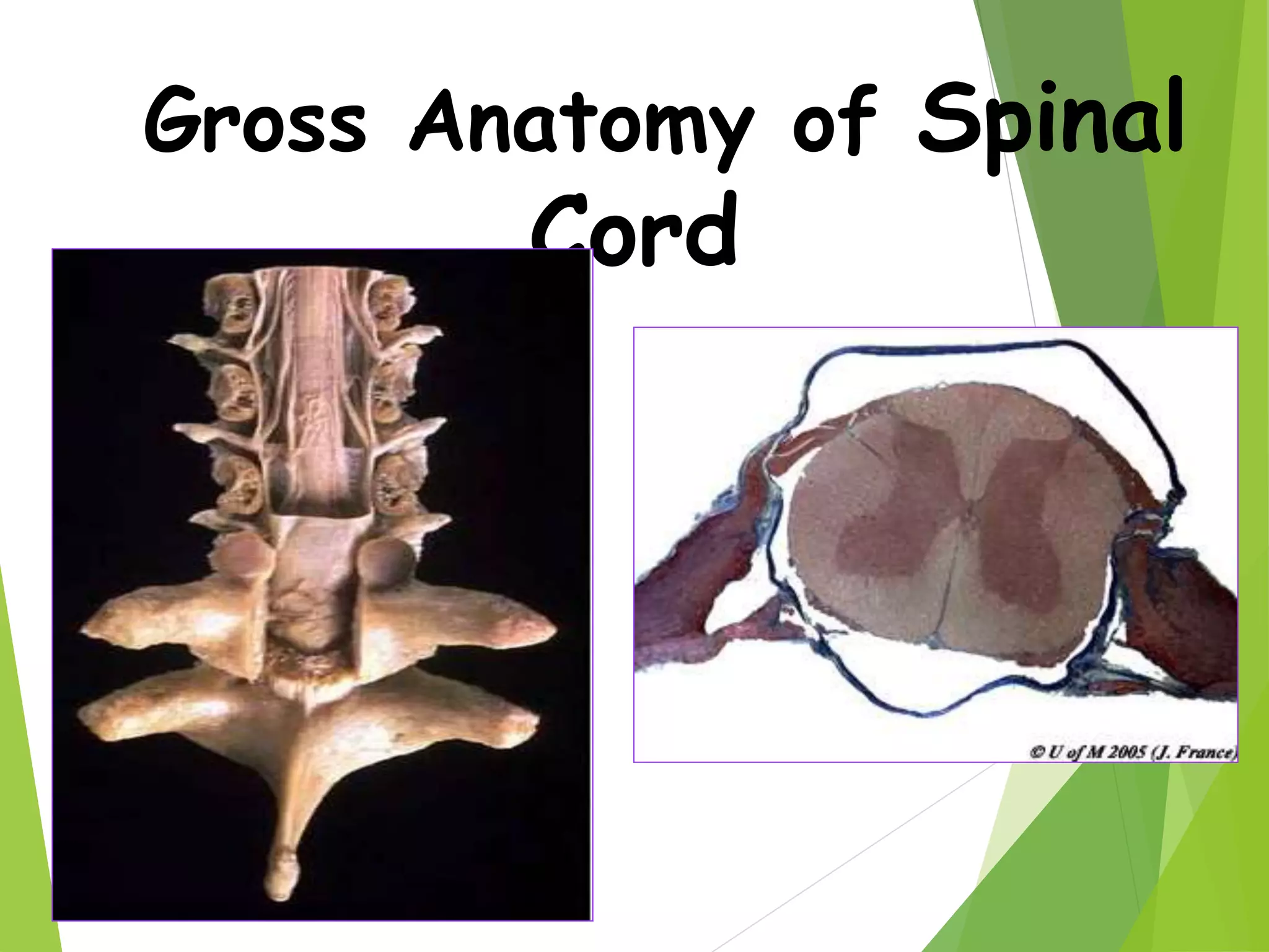 Anatomy of spinal cord.ppt