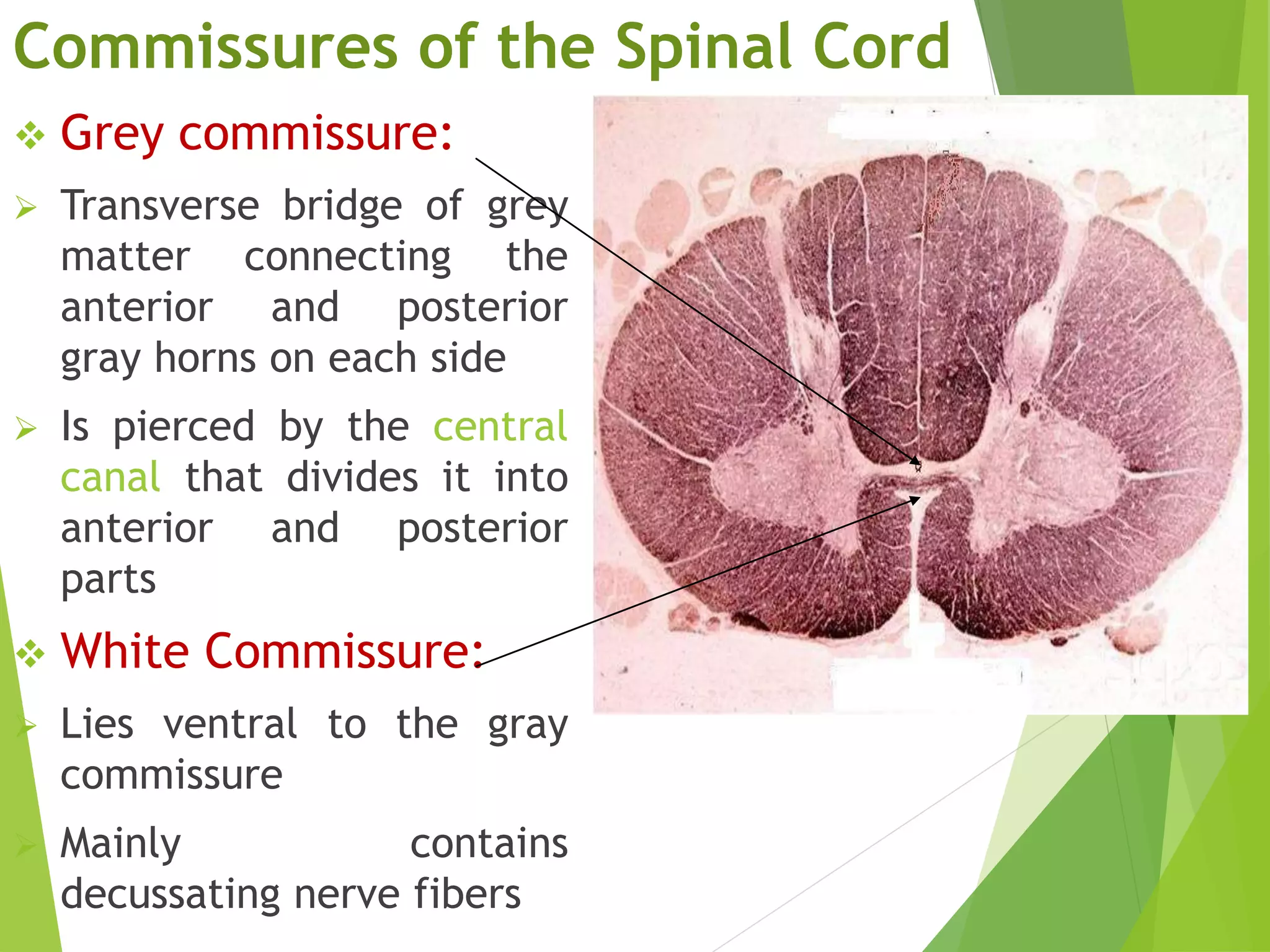 Anatomy of spinal cord.ppt
