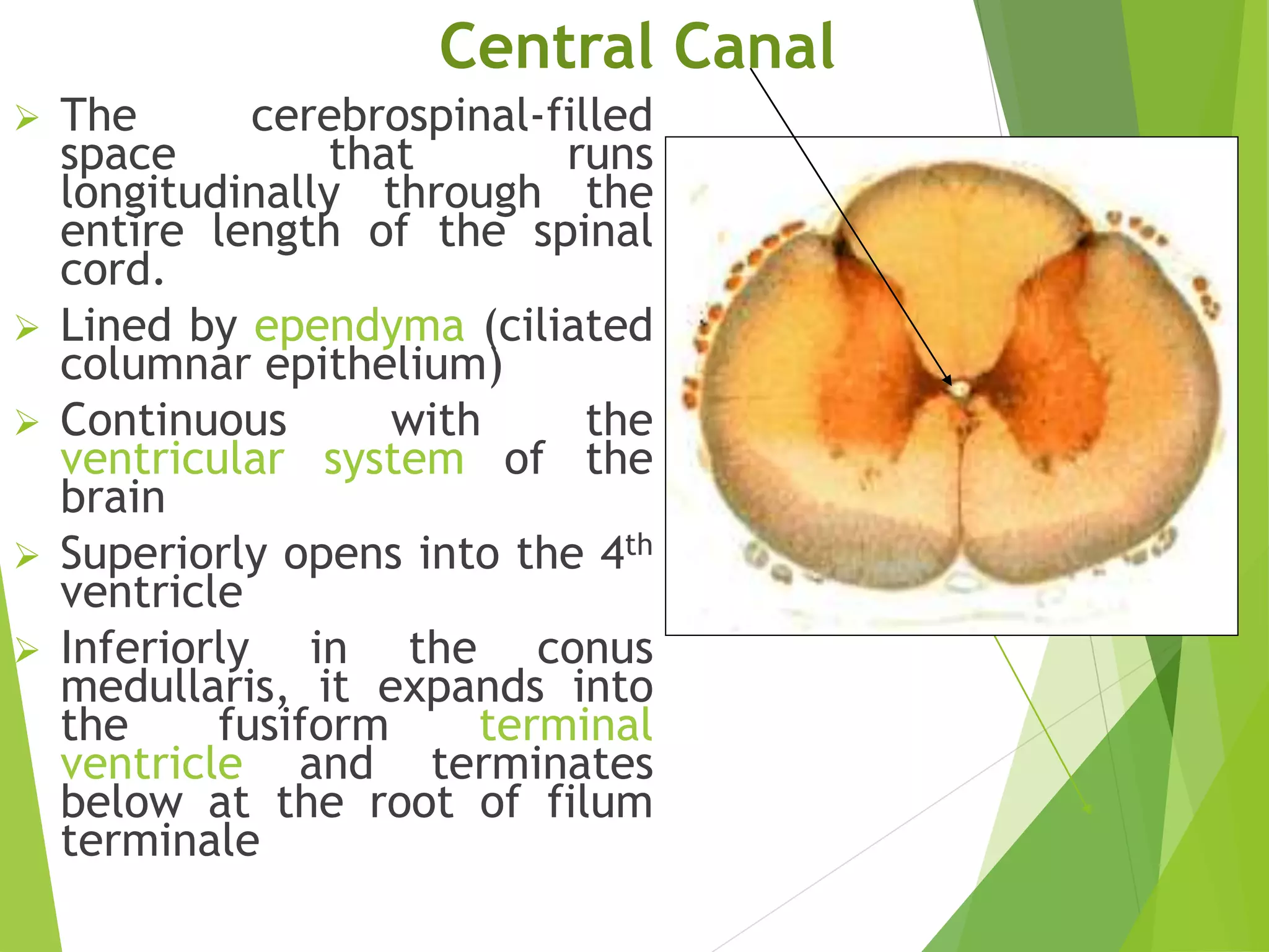 Anatomy of spinal cord.ppt