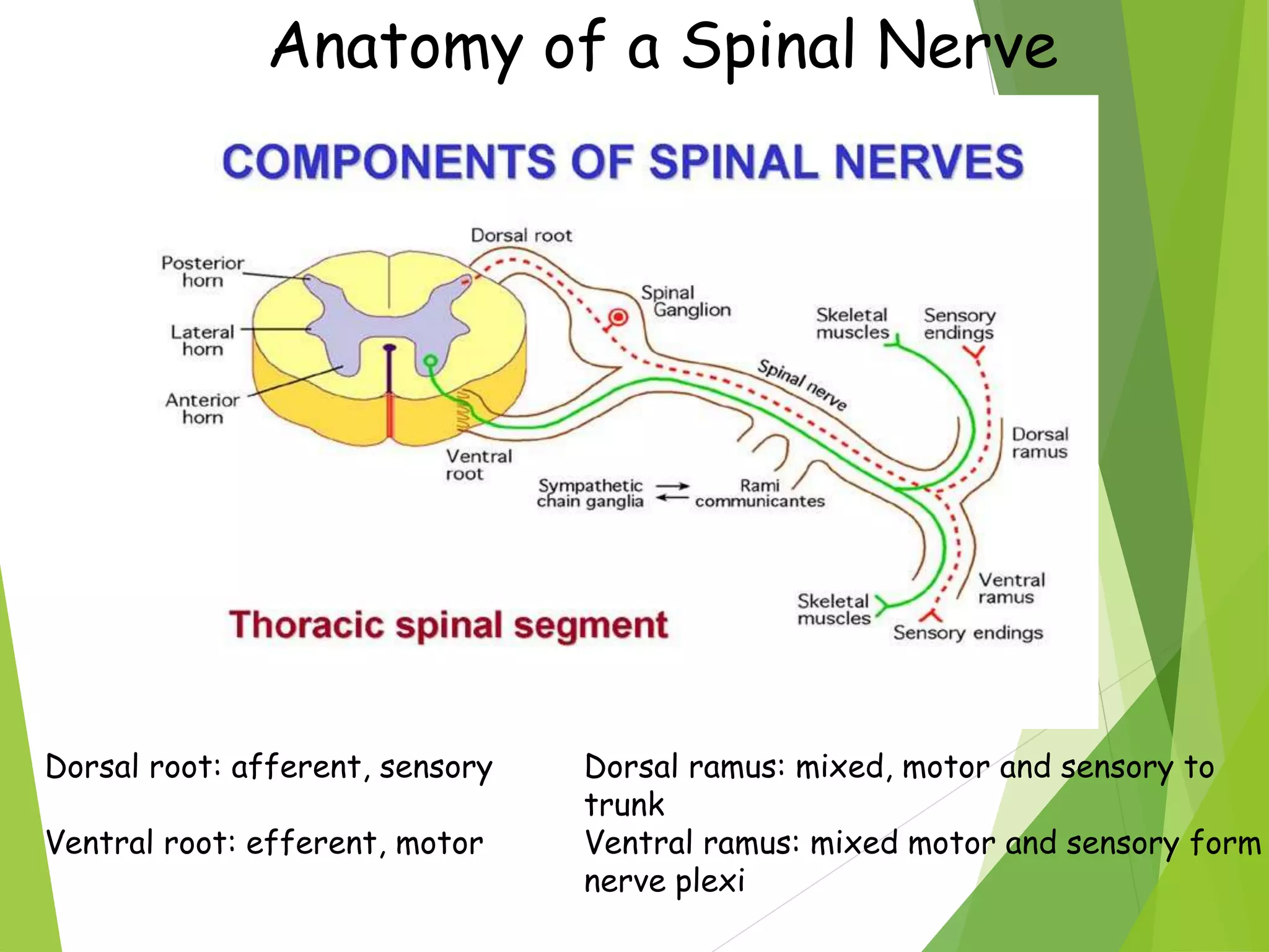 Anatomy of spinal cord.ppt