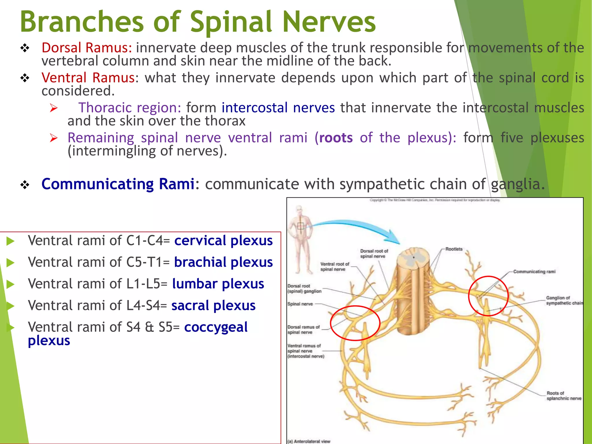 Anatomy of spinal cord.ppt