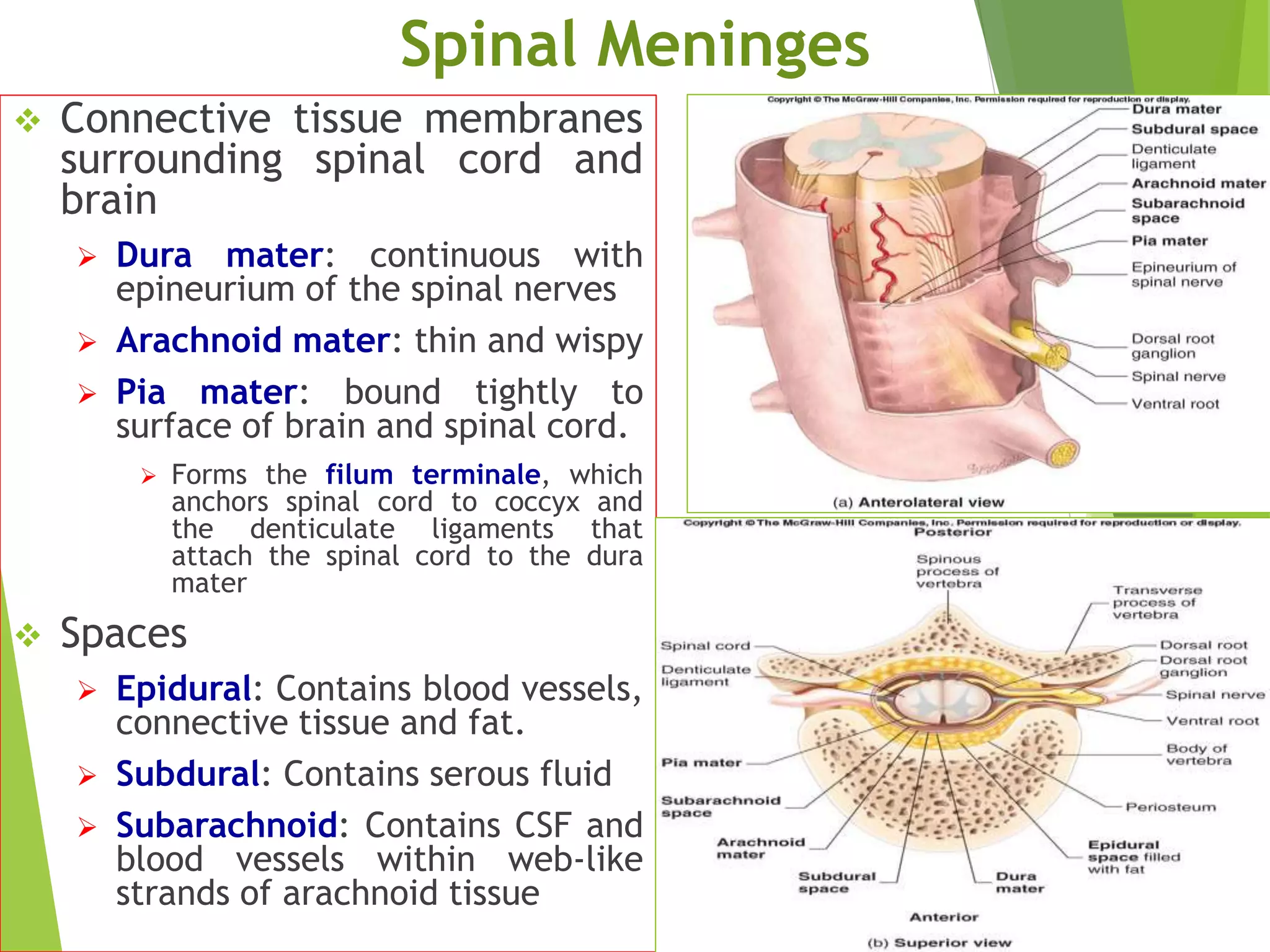 Anatomy of spinal cord.ppt