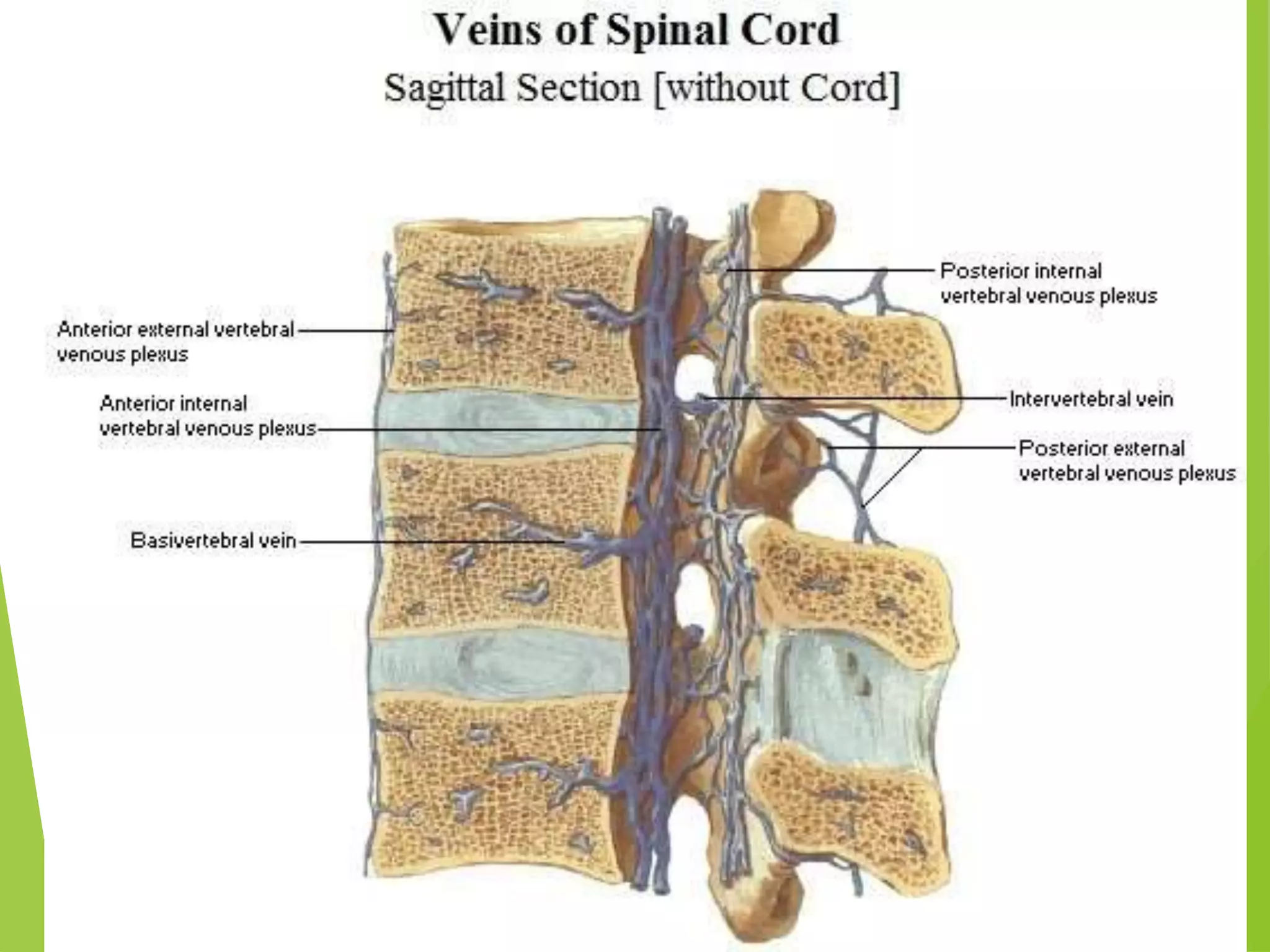 Anatomy of spinal cord.ppt