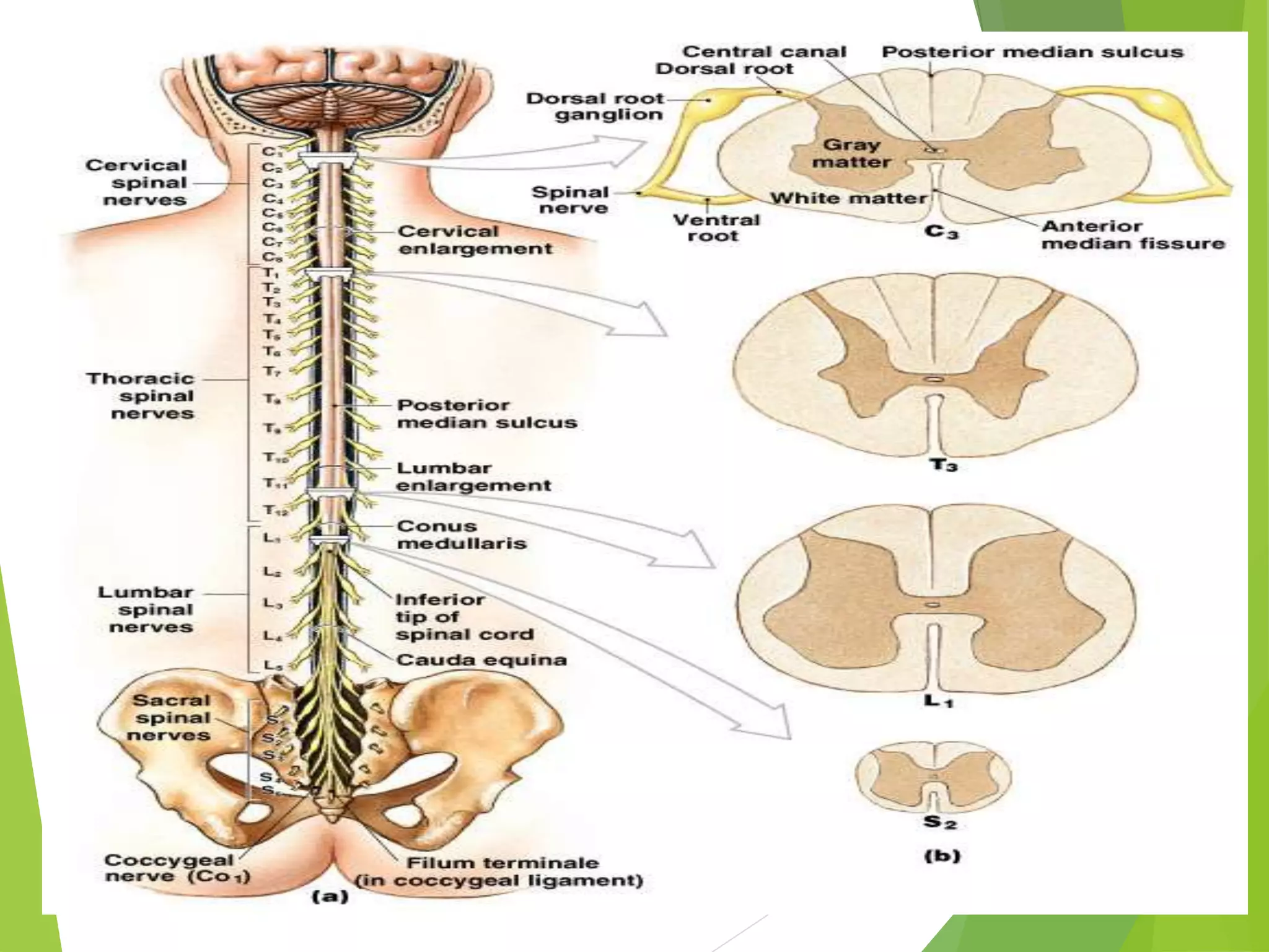 Anatomy of spinal cord.ppt