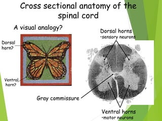 Anatomy of spinal cord.ppt