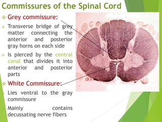Anatomy of spinal cord.ppt