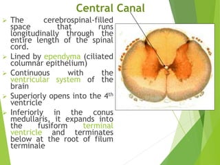 Conus Medullaris Filum Terminale Exposed Spinal Canal