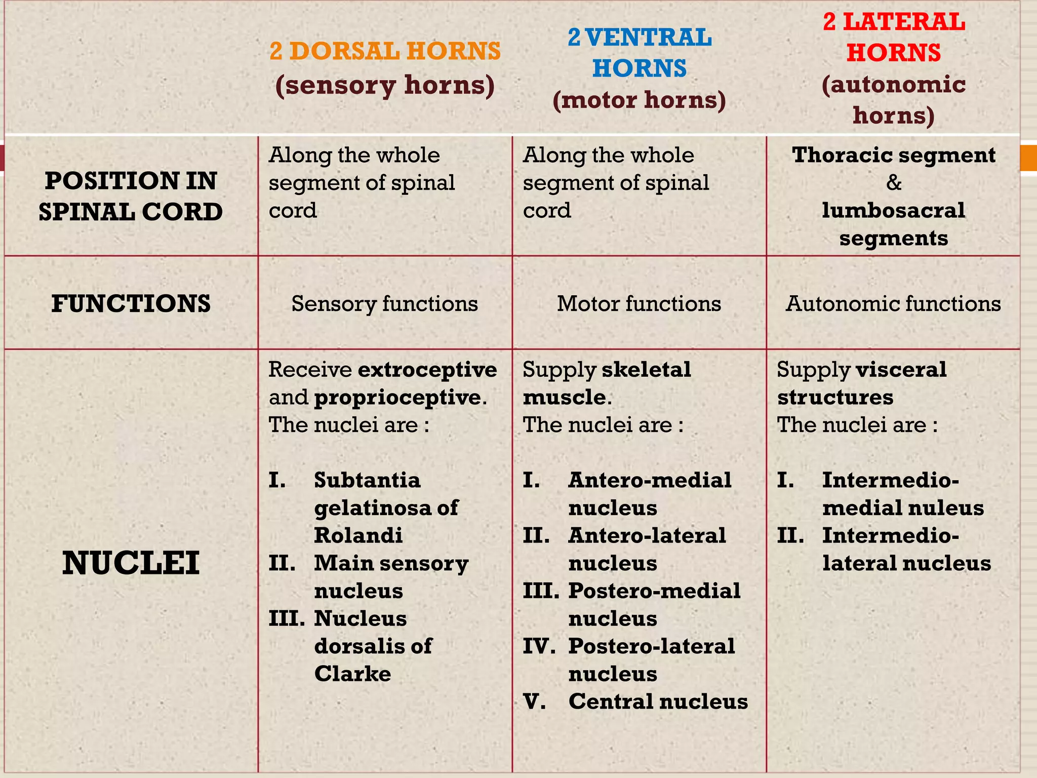Anatomy of Spinal Cord.pdf