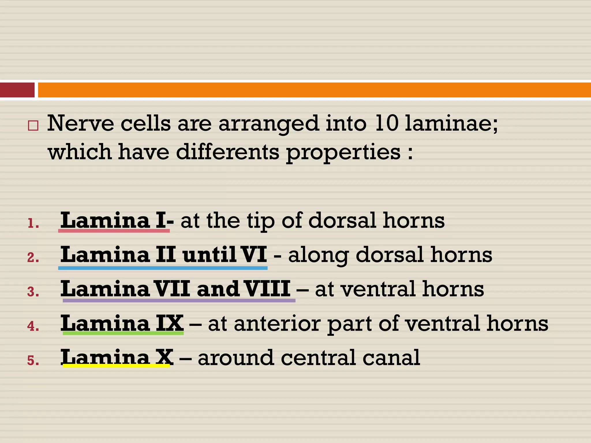 Anatomy of Spinal Cord.pdf