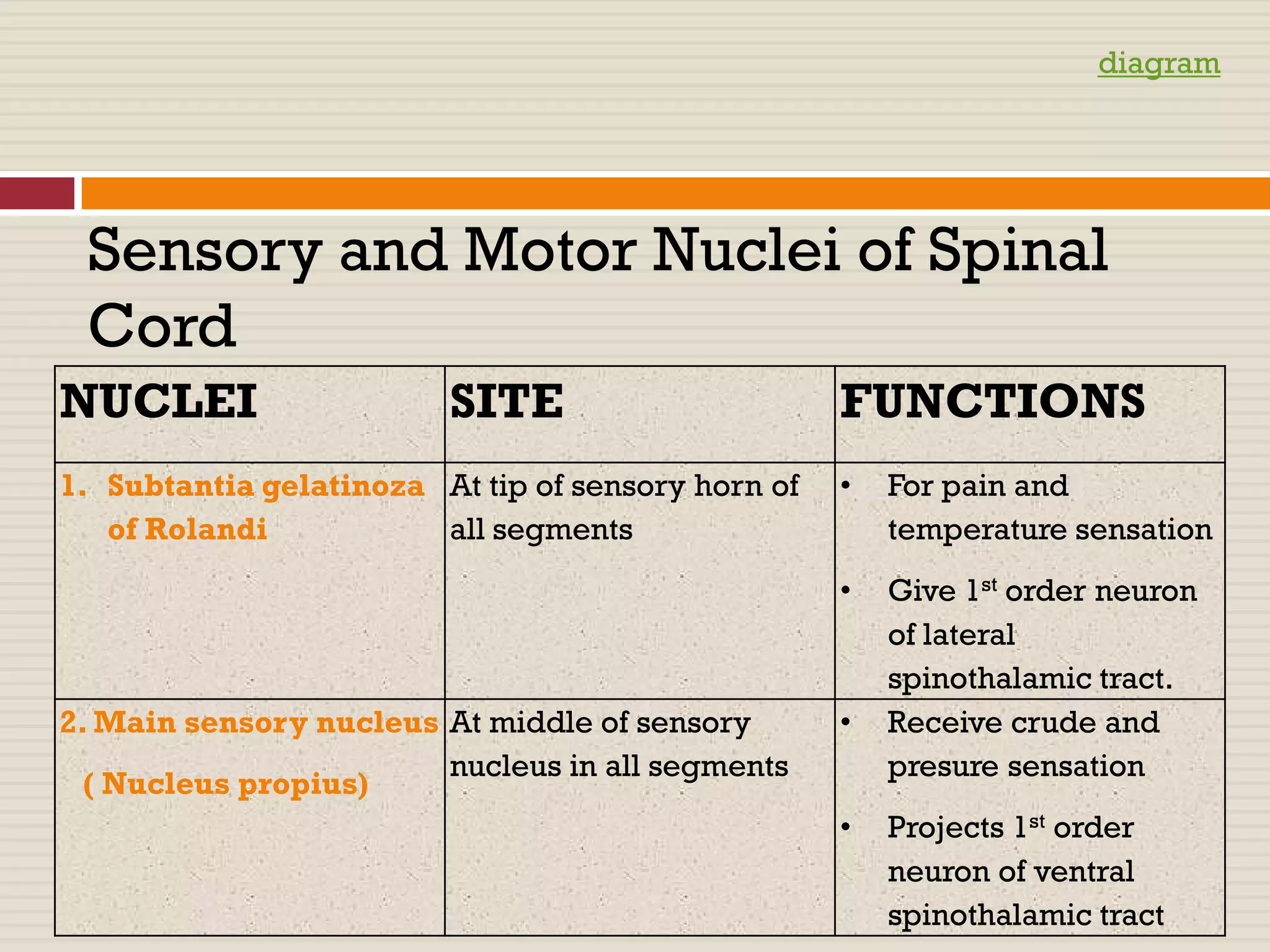 Anatomy of Spinal Cord.pdf
