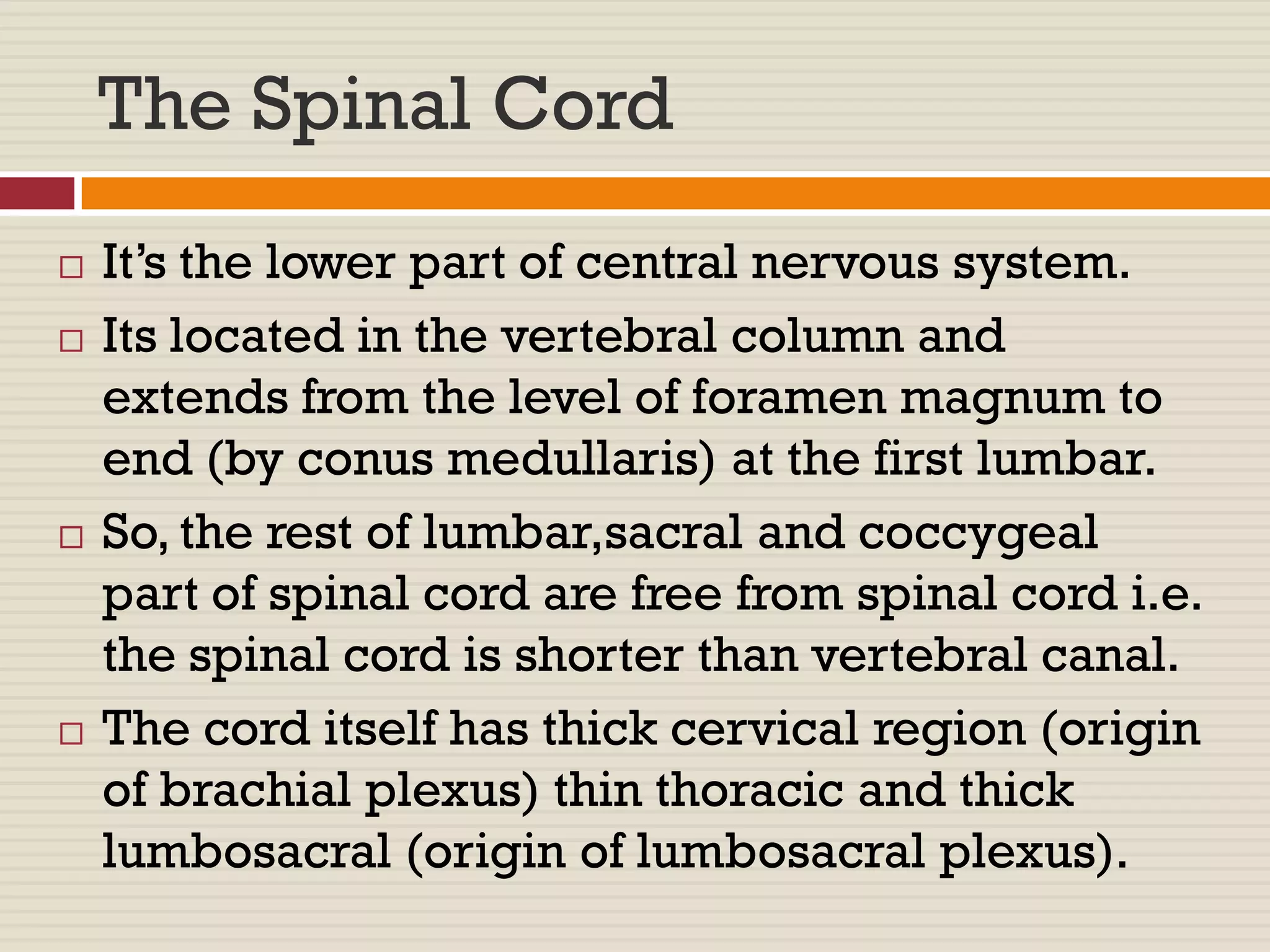 Anatomy of Spinal Cord.pdf