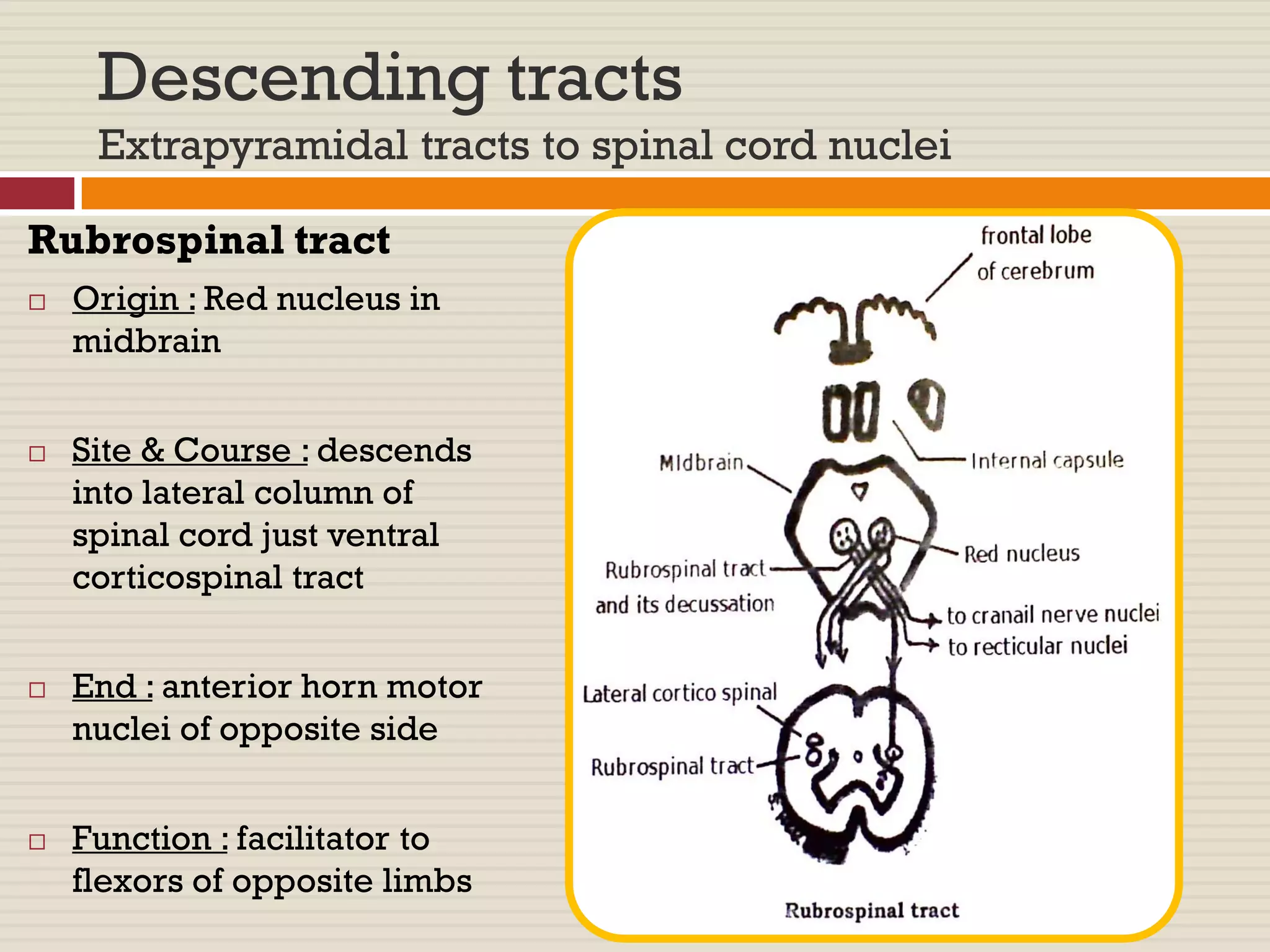 Anatomy of Spinal Cord.pdf