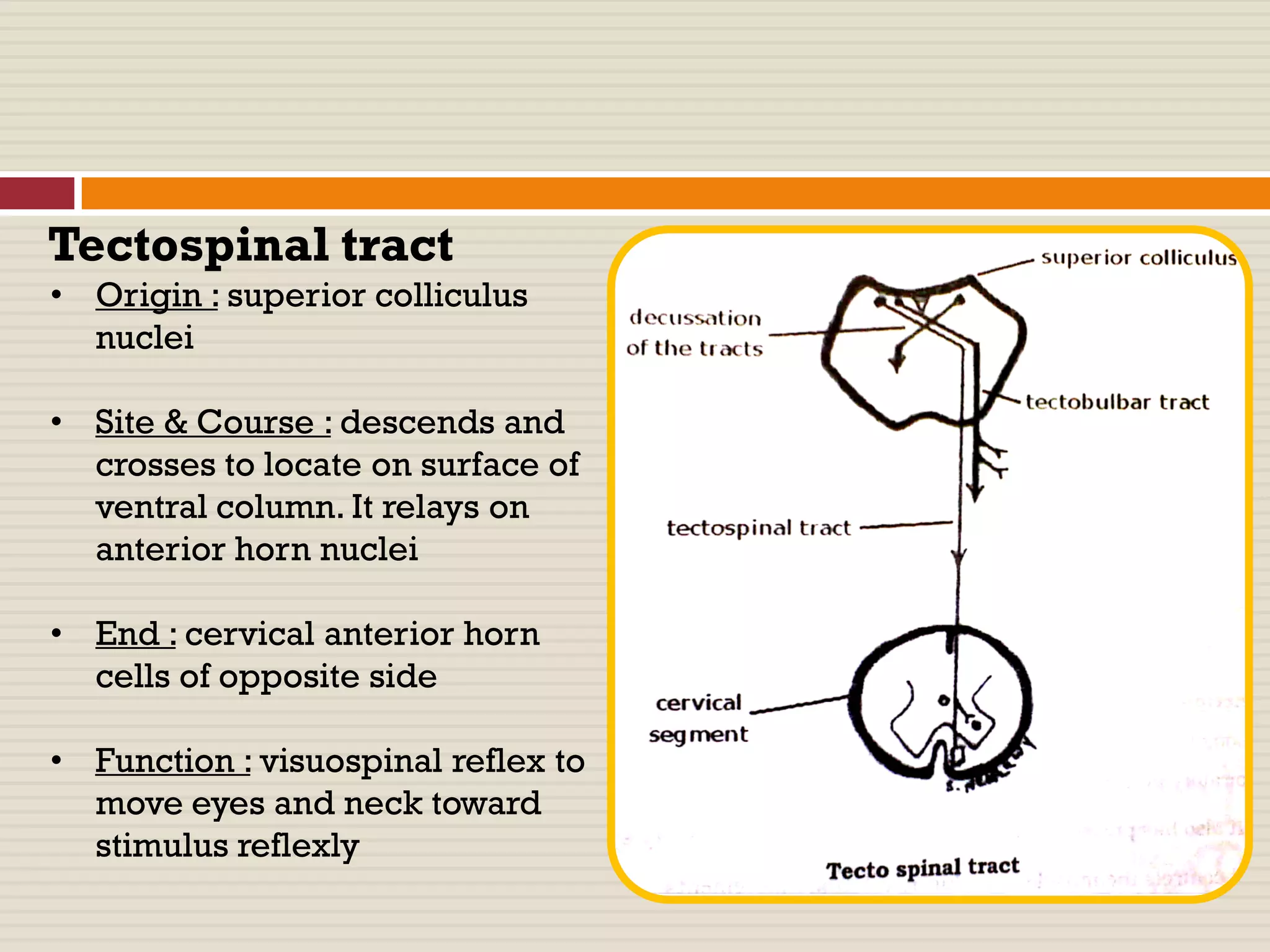 Anatomy of Spinal Cord.pdf