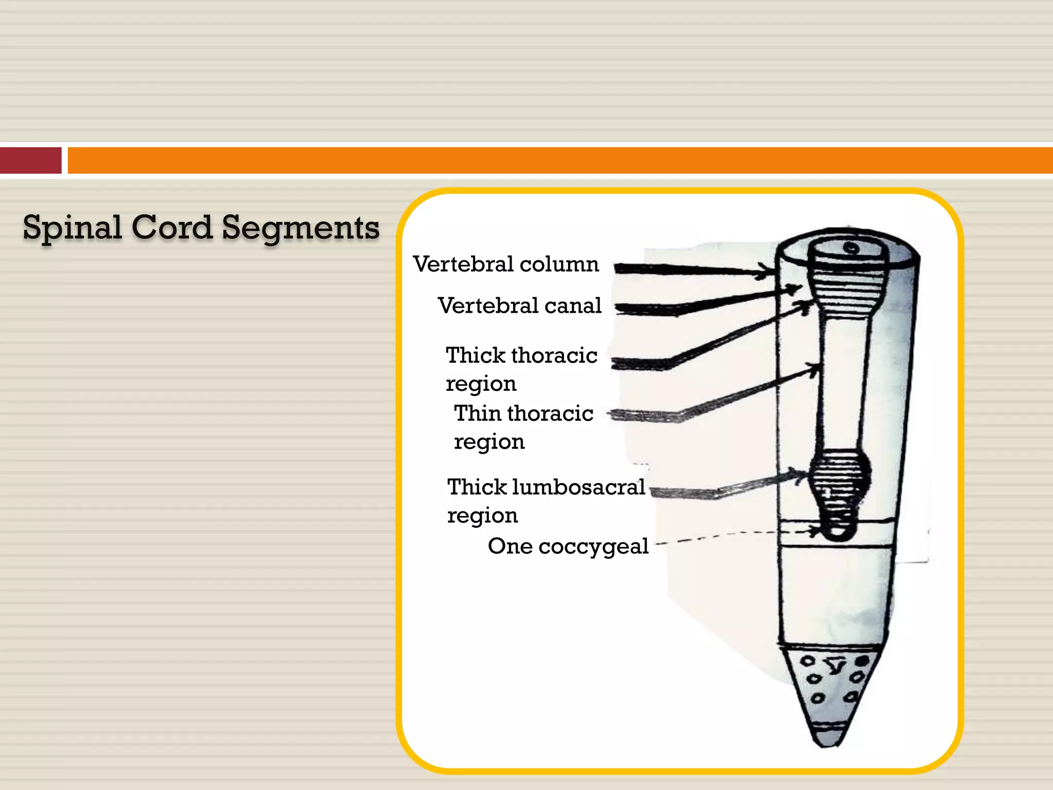 Anatomy of Spinal Cord.pdf