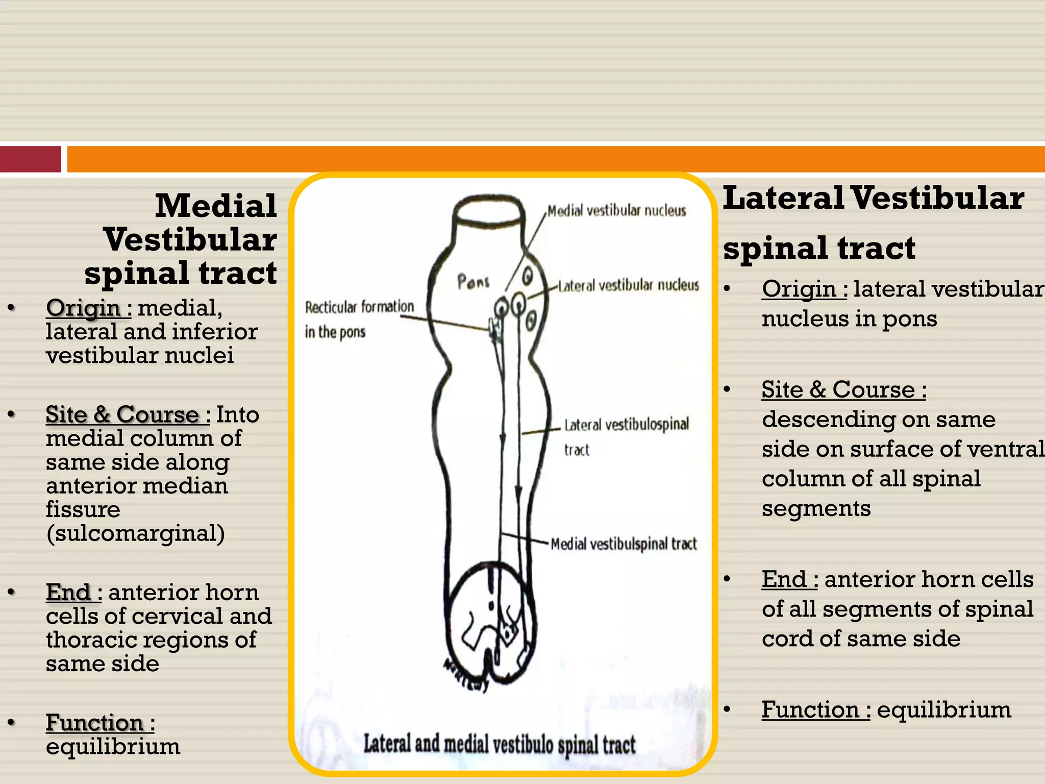Anatomy of Spinal Cord.pdf