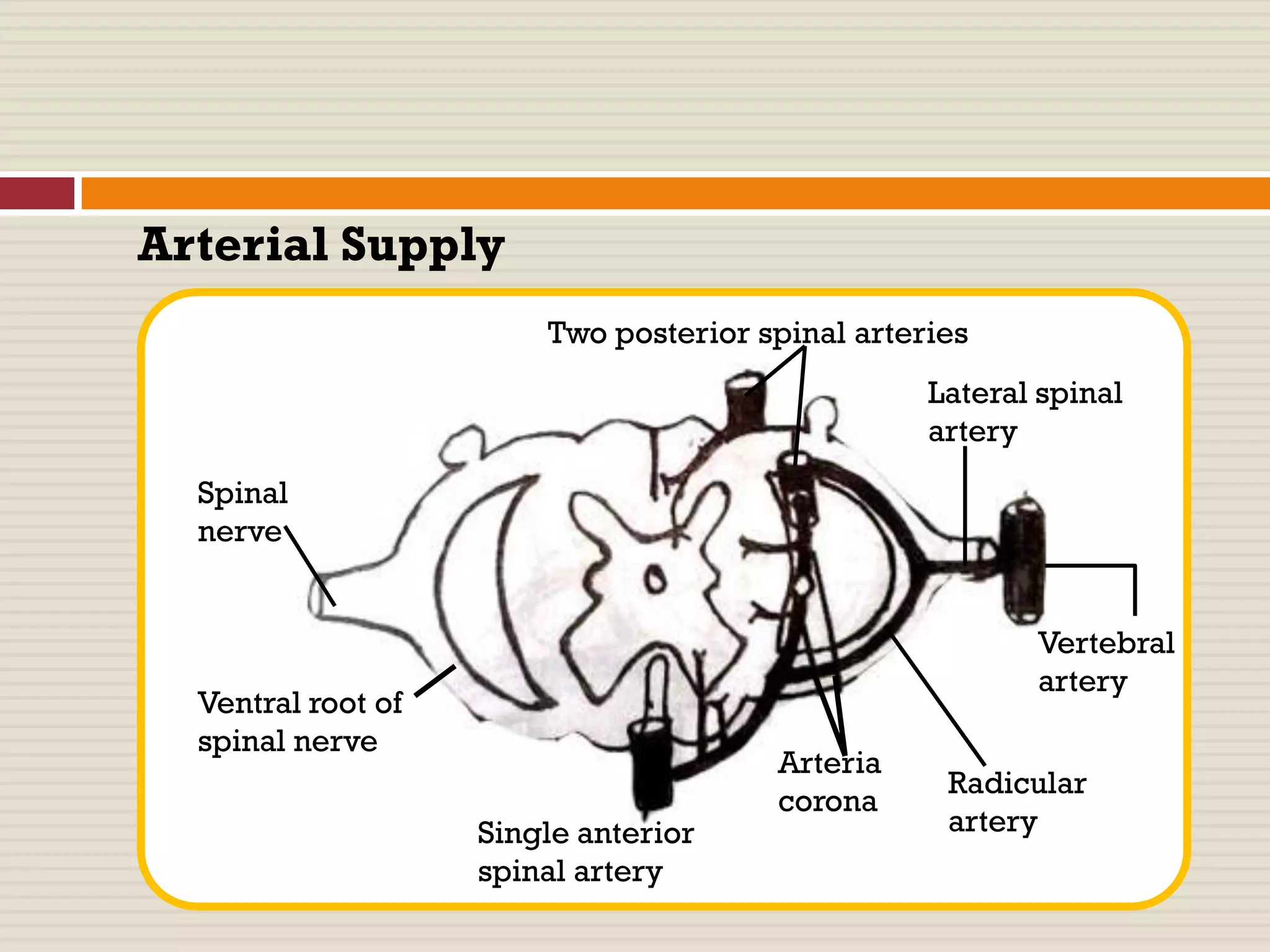 Anatomy of Spinal Cord.pdf