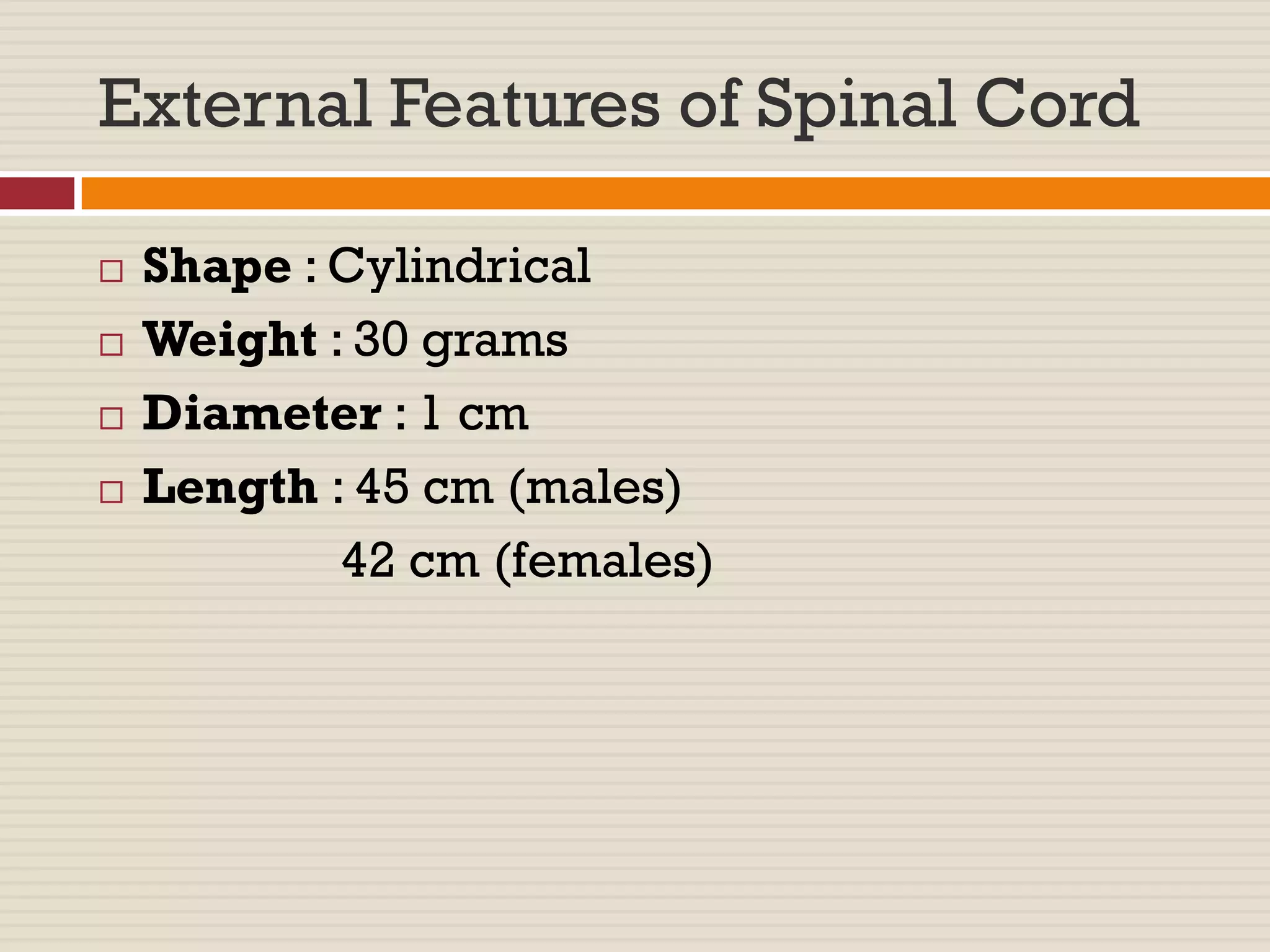 Anatomy of Spinal Cord.pdf