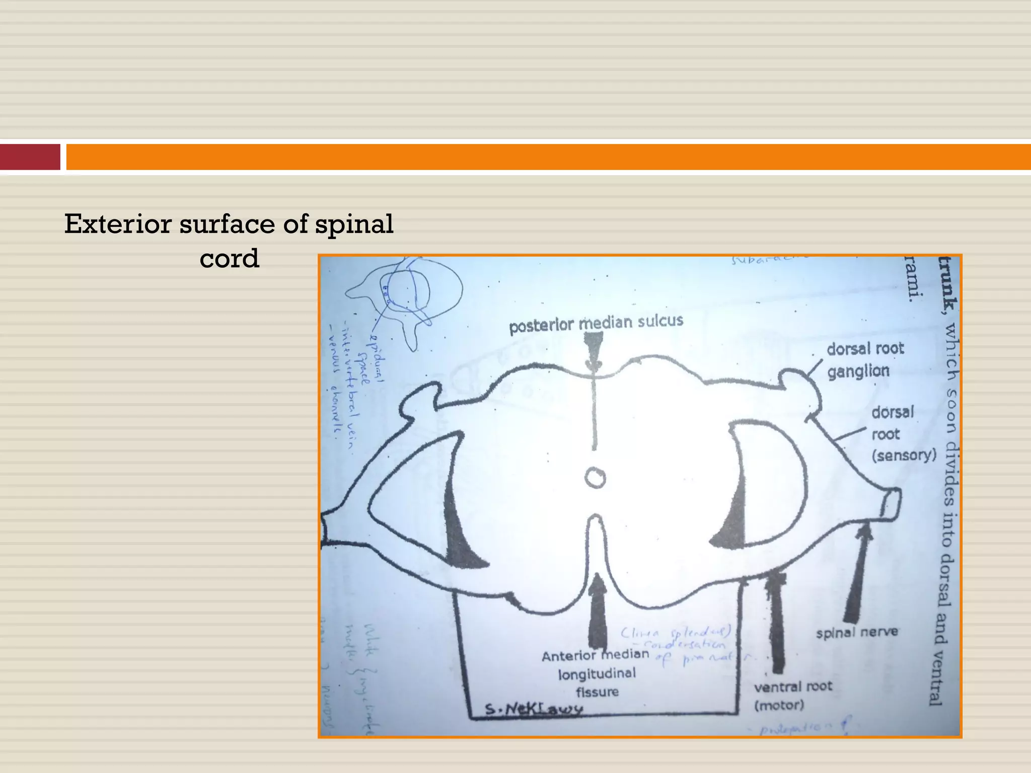 Anatomy of Spinal Cord.pdf
