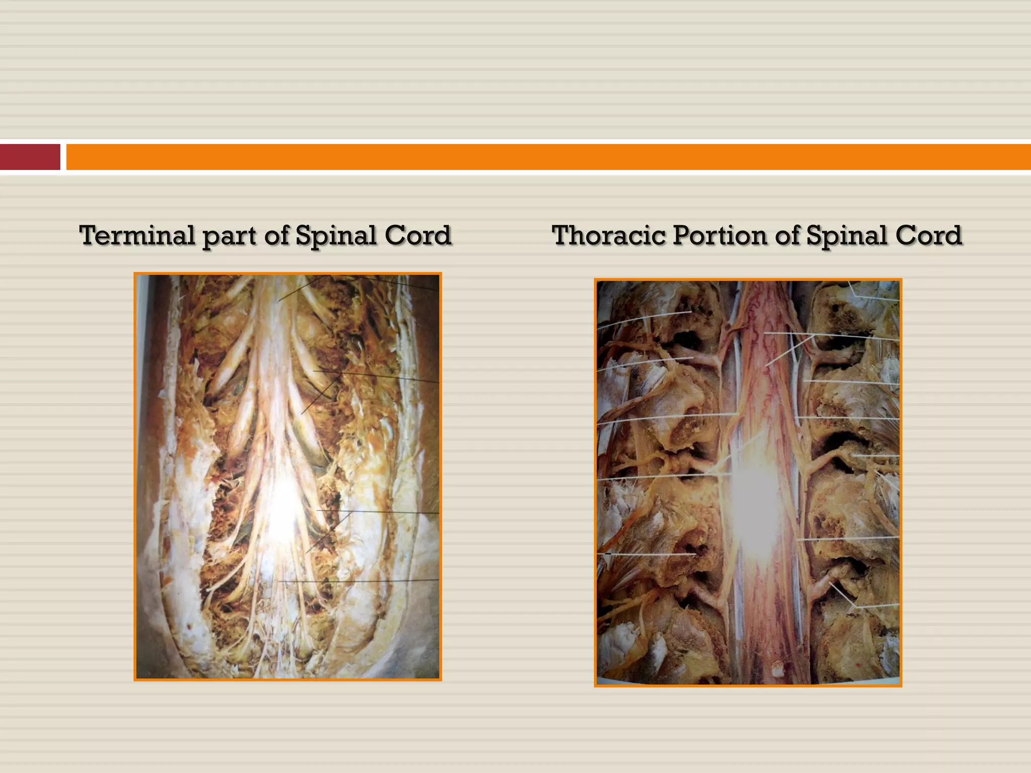 Anatomy of Spinal Cord.pdf