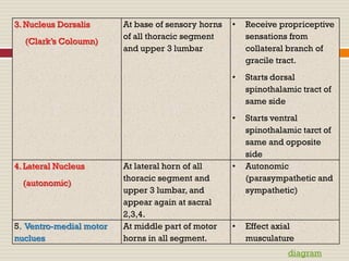 Anatomy of Spinal Cord.pdf