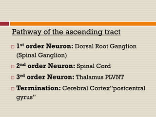 Anatomy of Spinal Cord.pdf