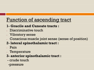 Anatomy of Spinal Cord.pdf