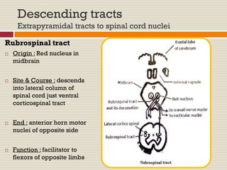 Anatomy of Spinal Cord.pdf
