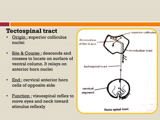 Anatomy of Spinal Cord.pdf
