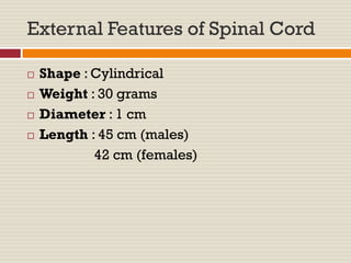 Anatomy of Spinal Cord.pdf