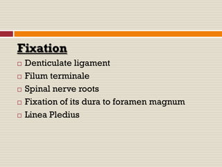 Anatomy of Spinal Cord.pdf