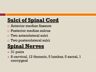 Anatomy of Spinal Cord.pdf