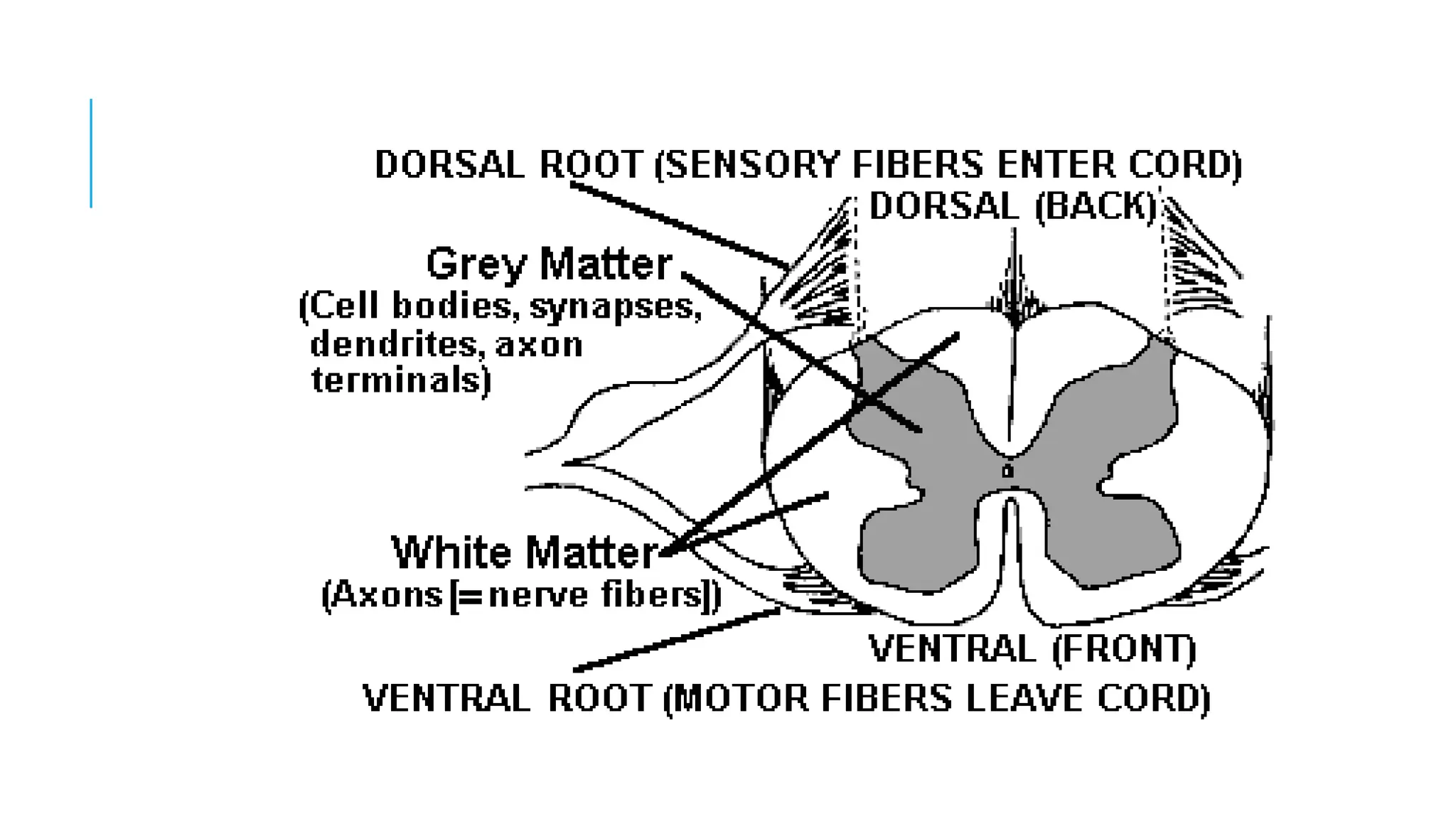 The external and internal anatomy of the spinalcord | PPTX