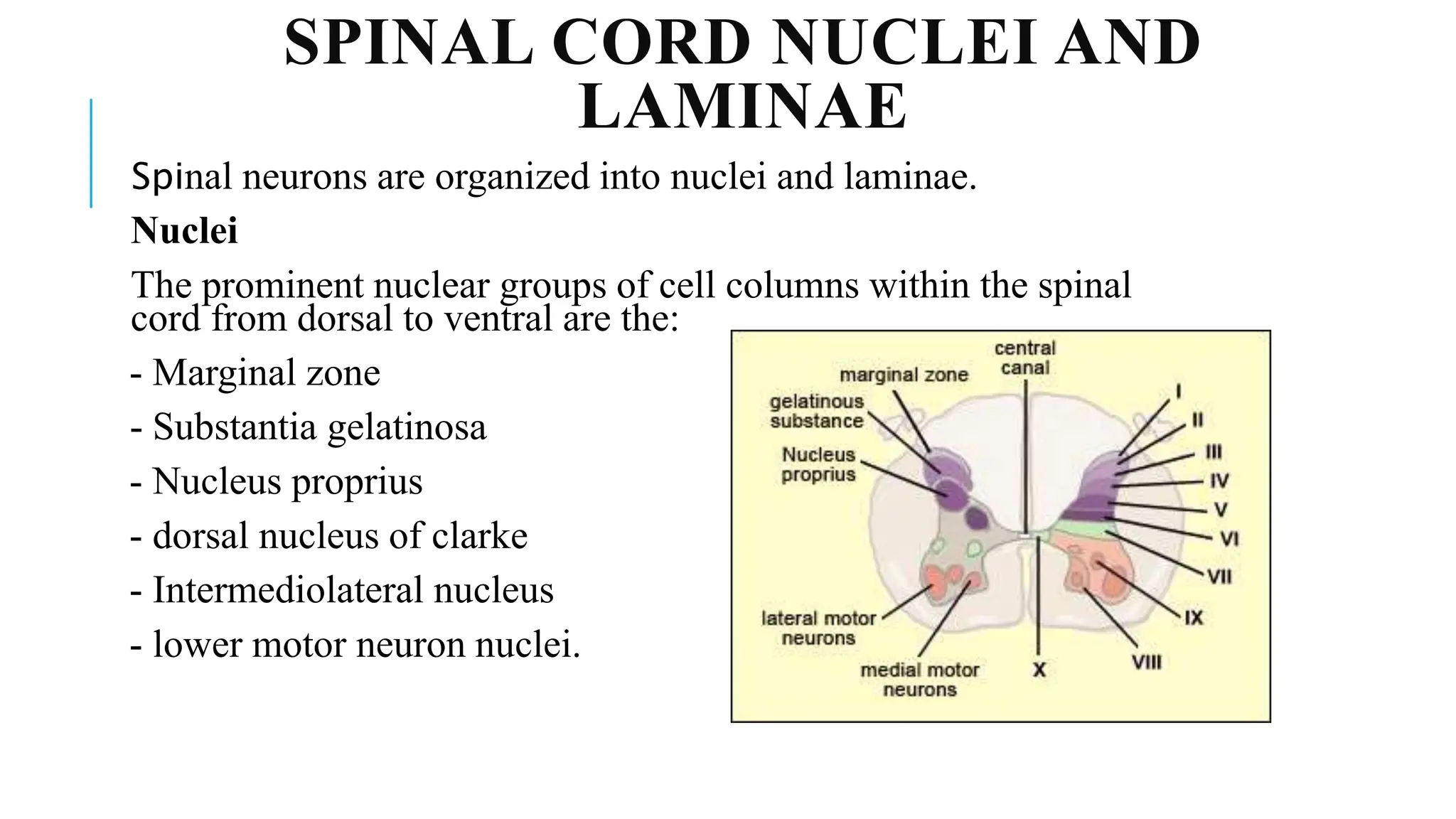 The external and internal anatomy of the spinalcord | PPTX