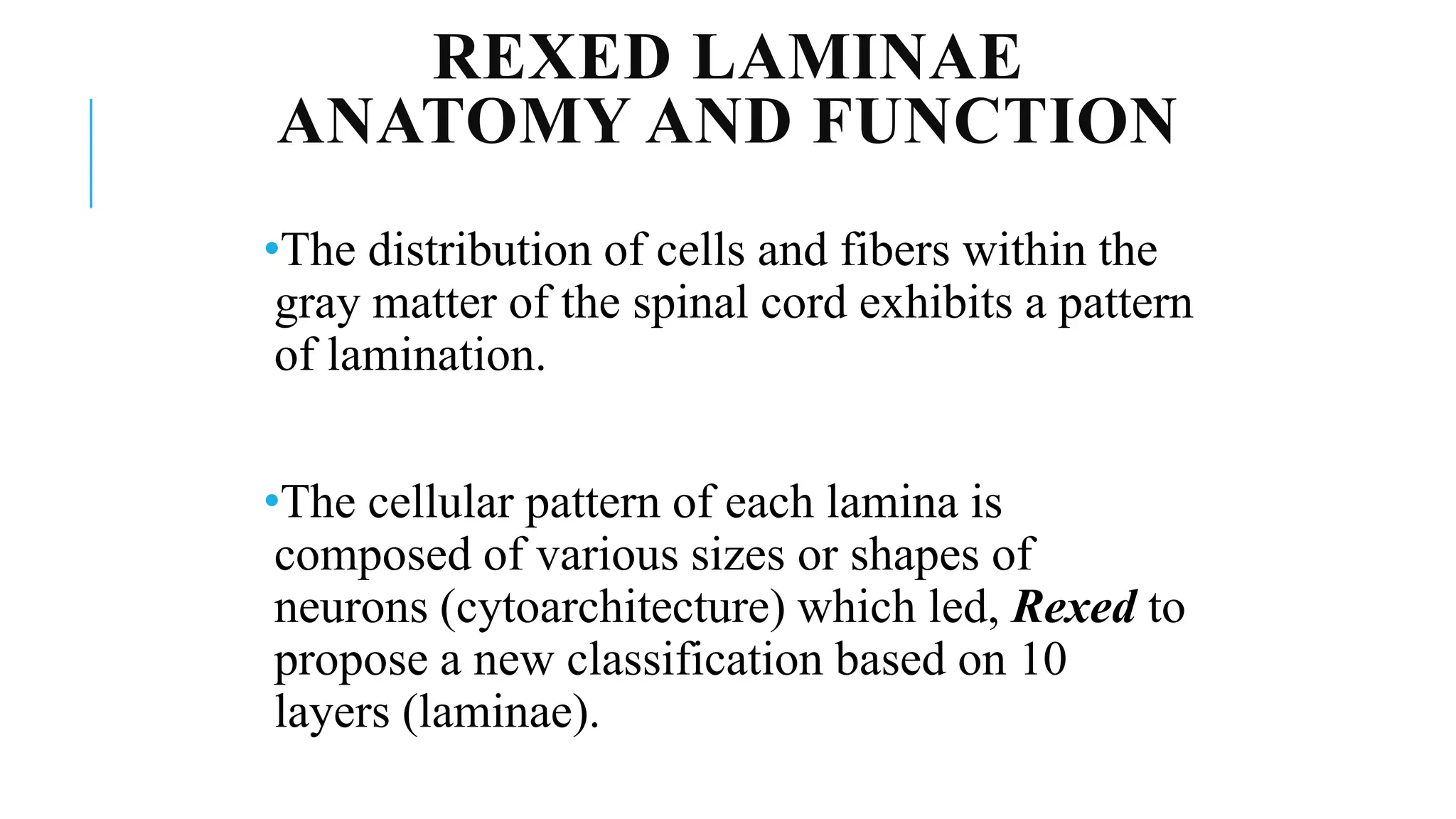 The external and internal anatomy of the spinalcord | PPTX