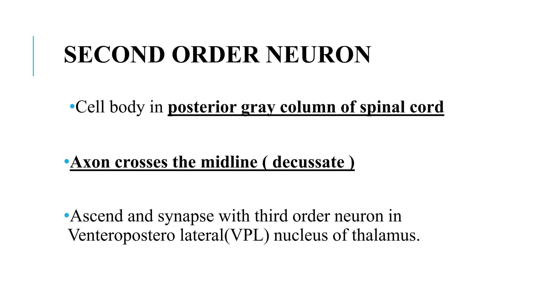 The external and internal anatomy of the spinalcord | PPTX