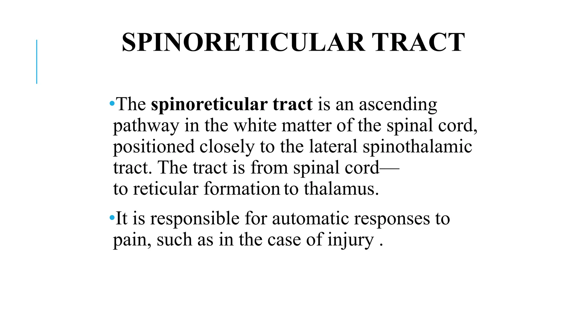 The external and internal anatomy of the spinalcord | PPTX
