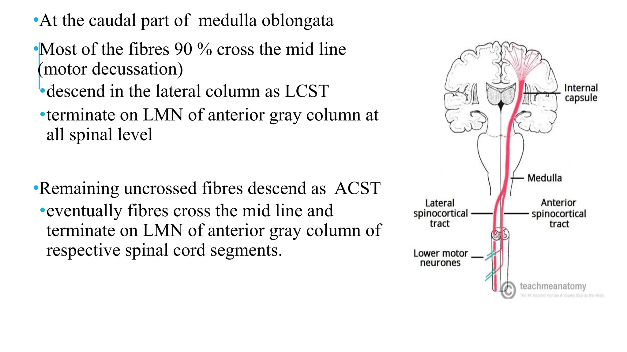 The external and internal anatomy of the spinalcord | PPTX