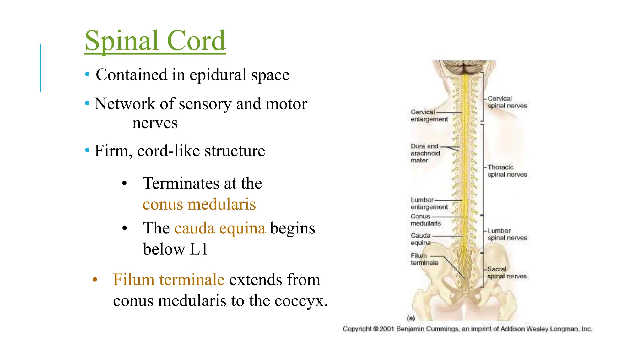 The external and internal anatomy of the spinalcord | PPTX